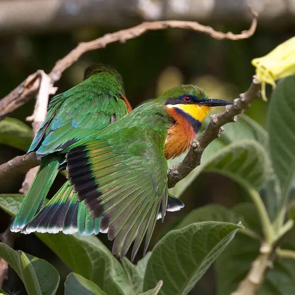 Cinnamon-chested bee-eater - Facts, Diet, Habitat & Pictures on ...