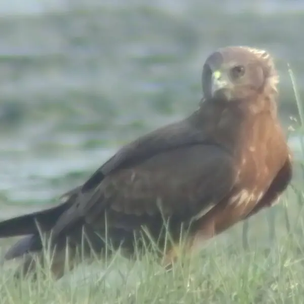 Eastern marsh harrier - Facts, Diet, Habitat & Pictures on Animalia.bio