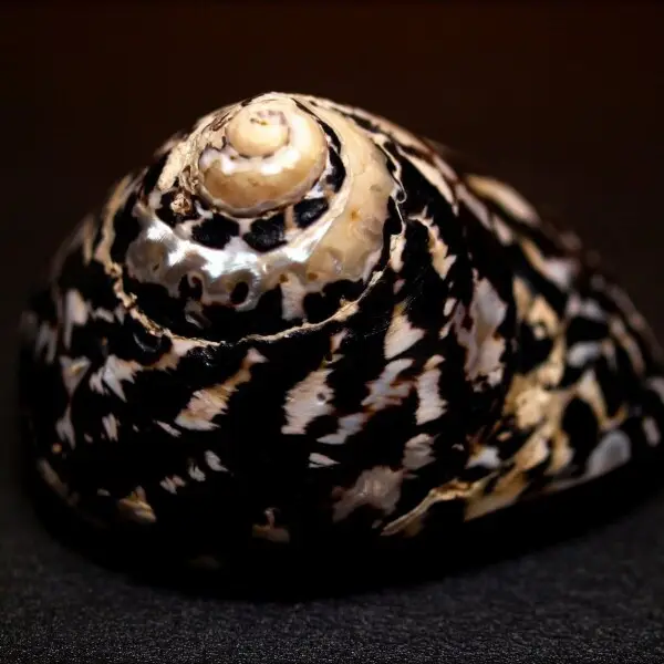 Cittarium pica - факти, дієта, ареал і фотографії на Animalia.bio