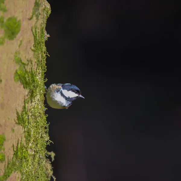 Coal Tit - Facts, Diet, Habitat & Pictures on Animalia.bio