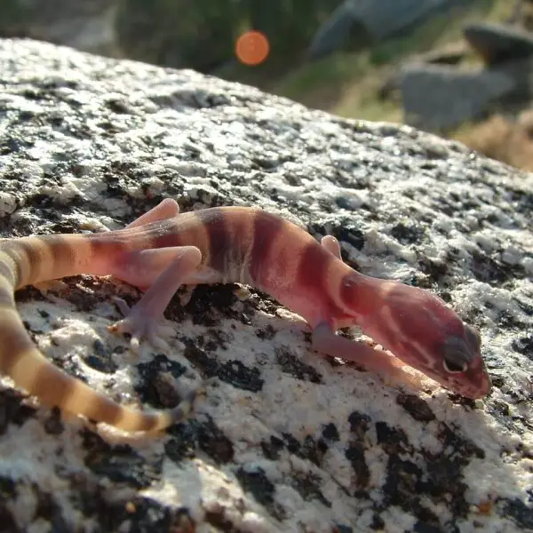 Western banded gecko - Facts, Diet, Habitat & Pictures on Animalia.bio