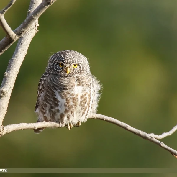 Collared owlet - Facts, Diet, Habitat & Pictures on Animalia.bio