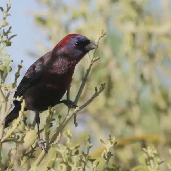 Varied bunting - Facts, Diet, Habitat & Pictures on Animalia.bio