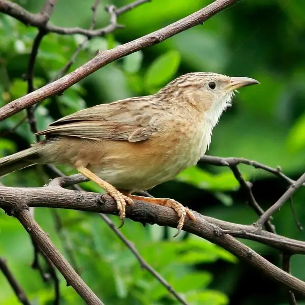 Common babbler - Facts, Diet, Habitat & Pictures on Animalia.bio