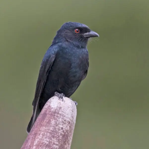 Fork-tailed drongo - Facts, Diet, Habitat & Pictures on Animalia.bio