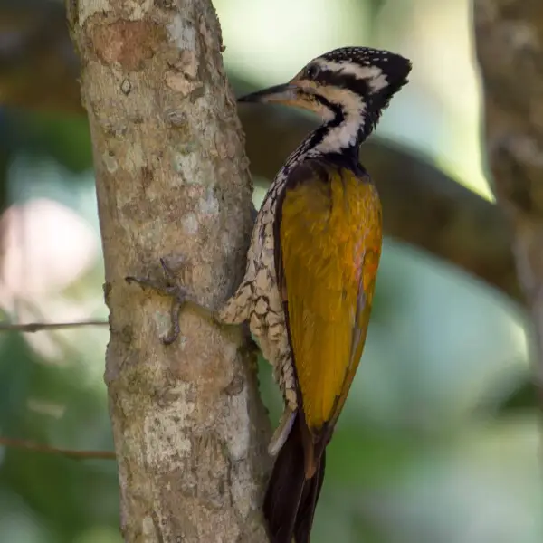 Common flameback - Facts, Diet, Habitat & Pictures on Animalia.bio