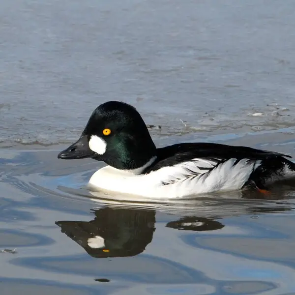 Common goldeneye - Facts, Diet, Habitat & Pictures on Animalia.bio