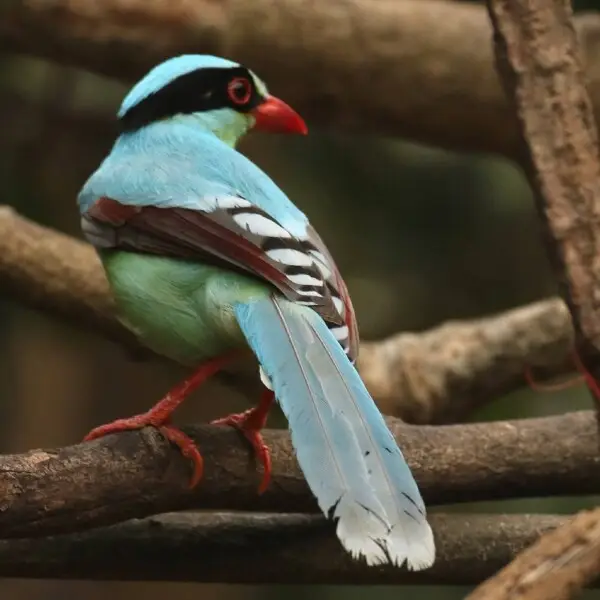 Common green magpie - Facts, Diet, Habitat & Pictures on Animalia.bio
