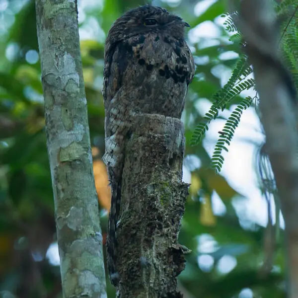 Common potoo - Facts, Diet, Habitat & Pictures on Animalia.bio