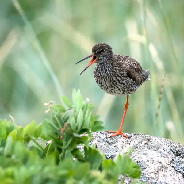 Common redshank - Facts, Diet, Habitat & Pictures on Animalia.bio