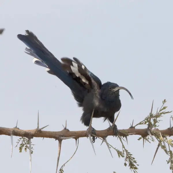 Common scimitarbill - Facts, Diet, Habitat & Pictures on Animalia.bio