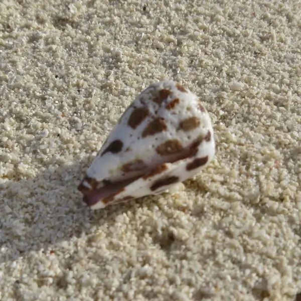 Conus ebraeus - Facts, Diet, Habitat & Pictures on Animalia.bio