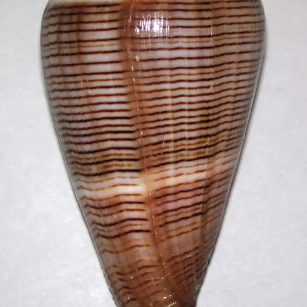 Conus figulinus - факти, дієта, ареал і фотографії на Animalia.bio