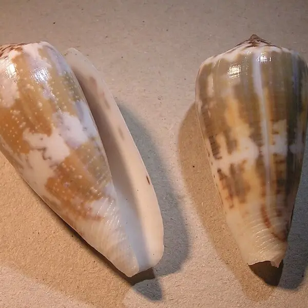 Conus magus - Facts, Diet, Habitat & Pictures on Animalia.bio