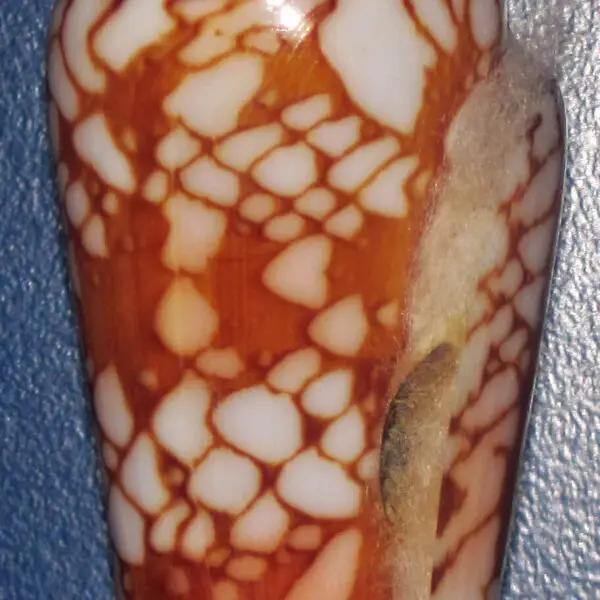 Conus milneedwardsi - Facts, Diet, Habitat & Pictures on Animalia.bio