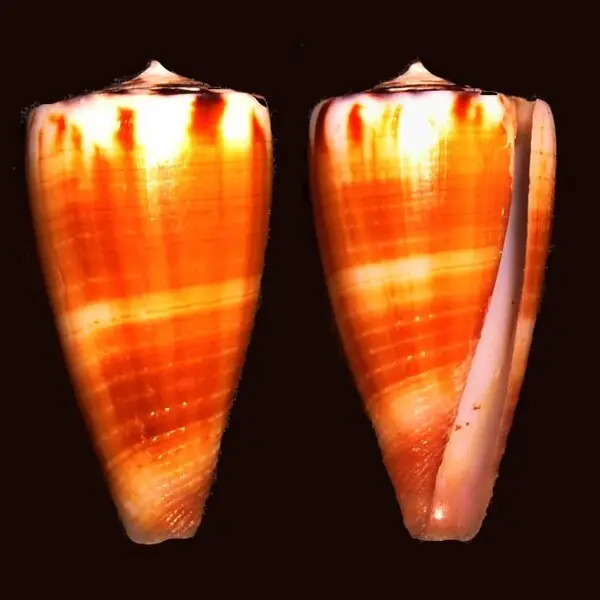 Conus planorbis - Facts, Diet, Habitat & Pictures on Animalia.bio