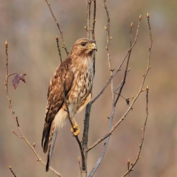 Cooper's Hawk - Facts, Diet, Habitat & Pictures on Animalia.bio