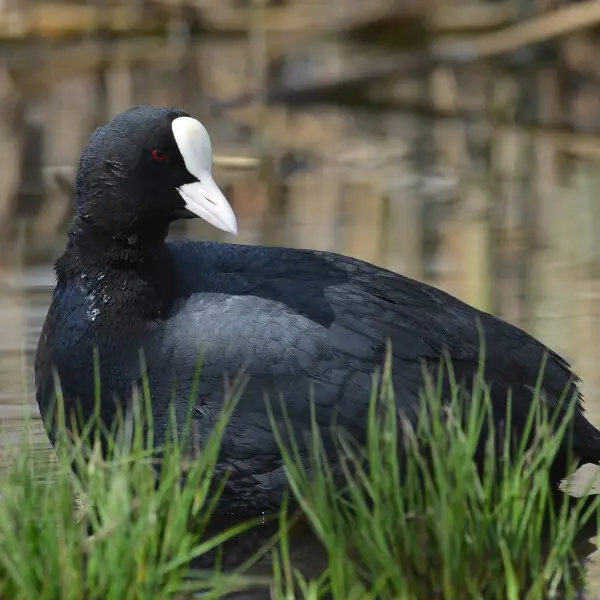 Eurasian coot - Facts, Diet, Habitat & Pictures on Animalia.bio