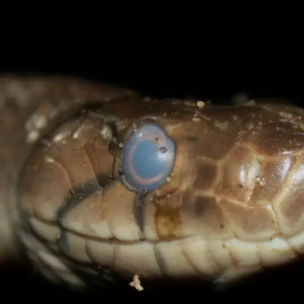 Radiated ratsnake - Facts, Diet, Habitat & Pictures on Animalia.bio