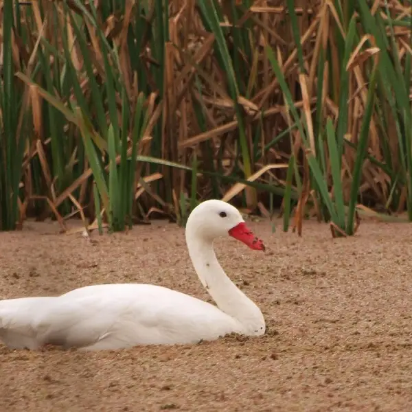 Coscoroba swan - Facts, Diet, Habitat & Pictures on Animalia.bio