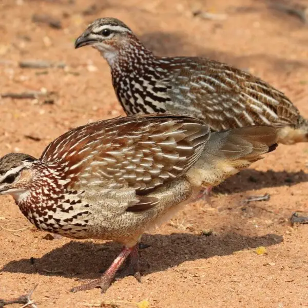 Dendroperdix sephaena - факти, дієта, ареал і фотографії на Animalia.bio