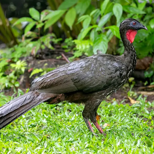 Crested guan - Facts, Diet, Habitat & Pictures on Animalia.bio