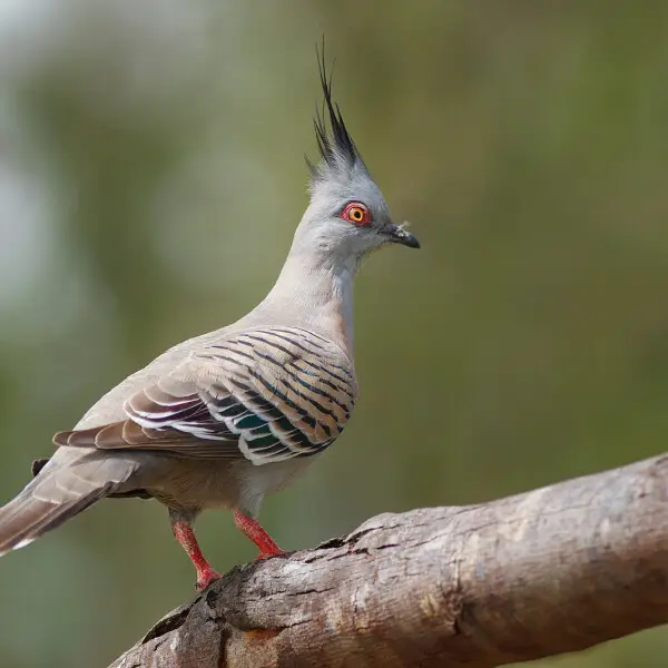 Crested pigeon - Facts, Diet, Habitat & Pictures on Animalia.bio