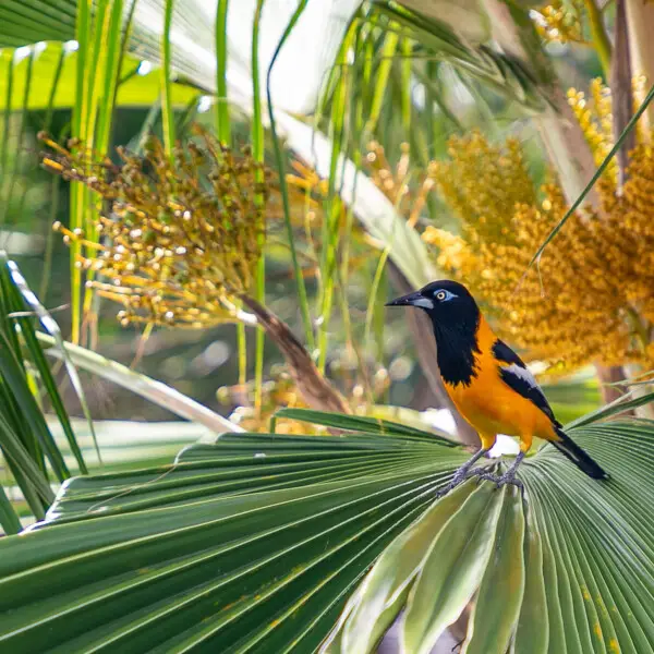 Venezuelan troupial - Facts, Diet, Habitat & Pictures on Animalia.bio