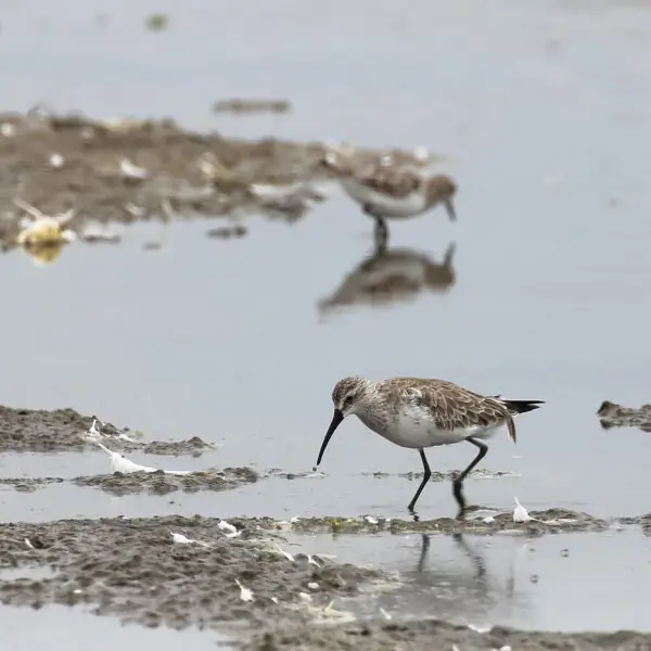 Curlew sandpiper - Facts, Diet, Habitat & Pictures on Animalia.bio