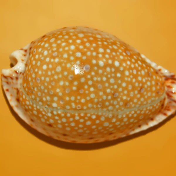 Naria lamarckii - факти, дієта, ареал і фотографії на Animalia.bio