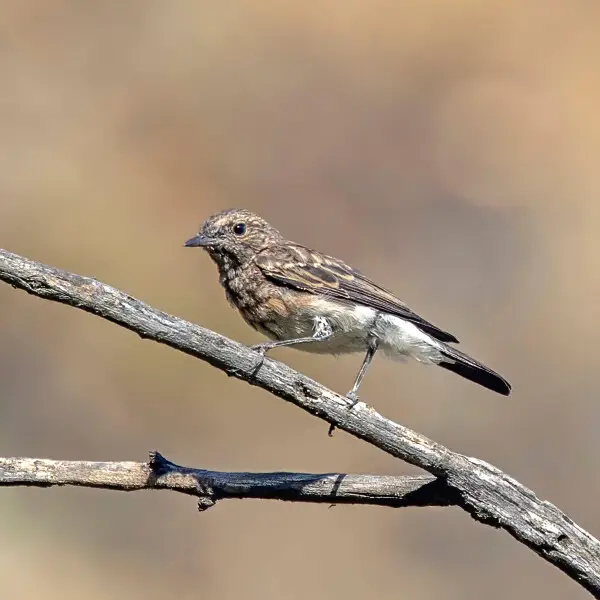 Cyprus wheatear - Facts, Diet, Habitat & Pictures on Animalia.bio