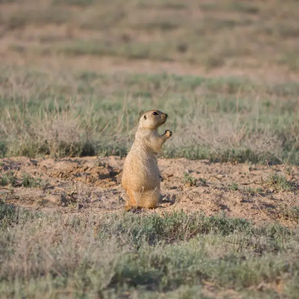 Yellow ground squirrel - Facts, Diet, Habitat & Pictures on Animalia.bio