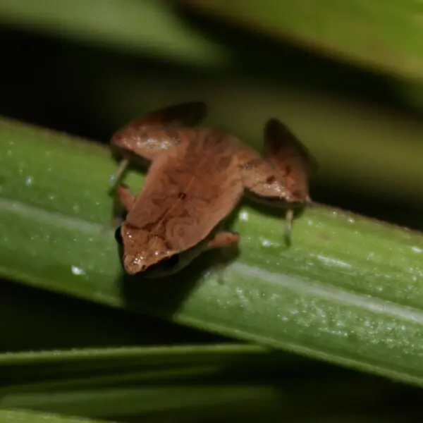 Microhyla heymonsi - Facts, Diet, Habitat & Pictures on Animalia.bio