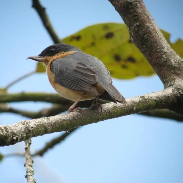 Diglossa sittoides - факти, дієта, ареал і фотографії на Animalia.bio