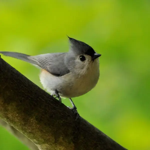 Tufted Titmouse - Facts, Diet, Habitat & Pictures on Animalia.bio