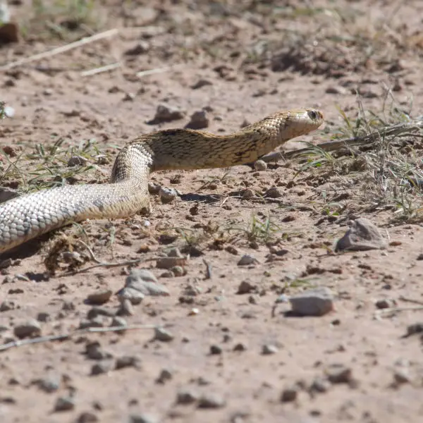 Cape Cobra - Facts, Diet, Habitat & Pictures on Animalia.bio