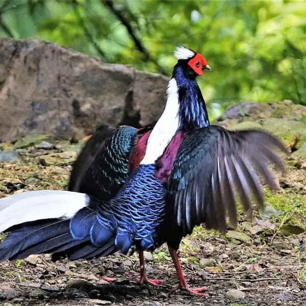 Swinhoe's pheasant - Facts, Diet, Habitat & Pictures on Animalia.bio
