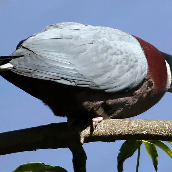 Ducula mullerii - факти, дієта, ареал і фотографії на Animalia.bio
