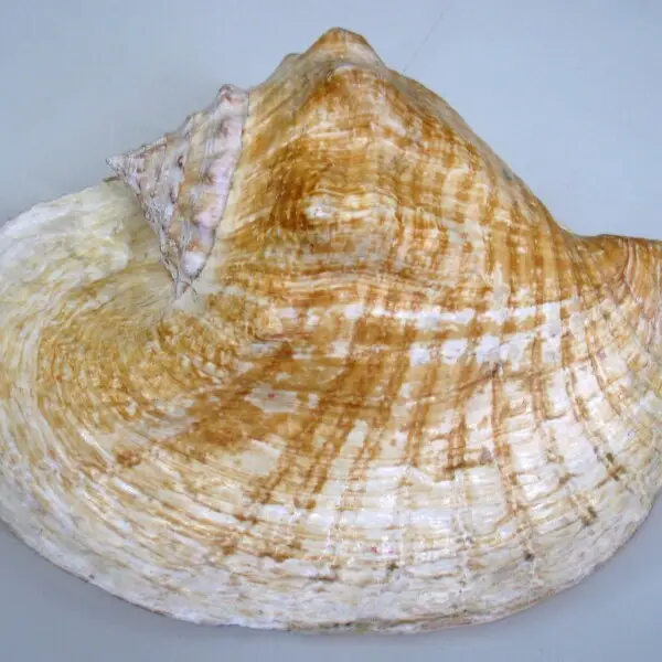 Lobatus goliath - Facts, Diet, Habitat & Pictures on Animalia.bio