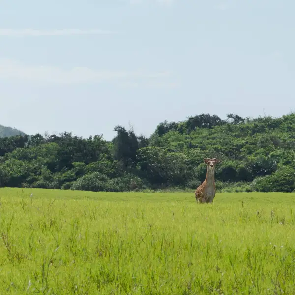 Formosan sika deer - Facts, Diet, Habitat & Pictures on Animalia.bio