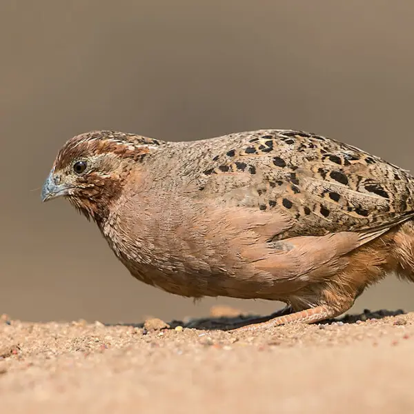 Jungle bush quail - Facts, Diet, Habitat & Pictures on Animalia.bio