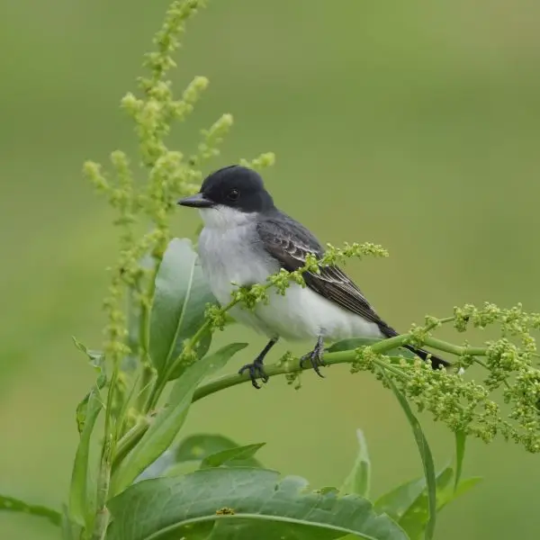Eastern Kingbird - Facts, Diet, Habitat & Pictures on Animalia.bio