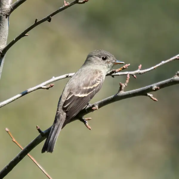 Eastern wood pewee - Facts, Diet, Habitat & Pictures on Animalia.bio