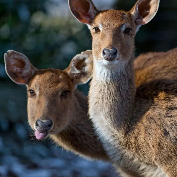 Eld's Deer - Facts, Diet, Habitat & Pictures on Animalia.bio