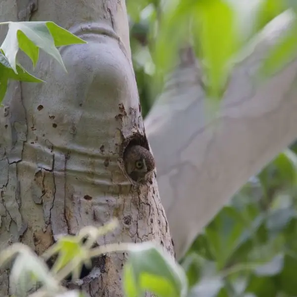 Elf Owl - Facts, Diet, Habitat & Pictures on Animalia.bio