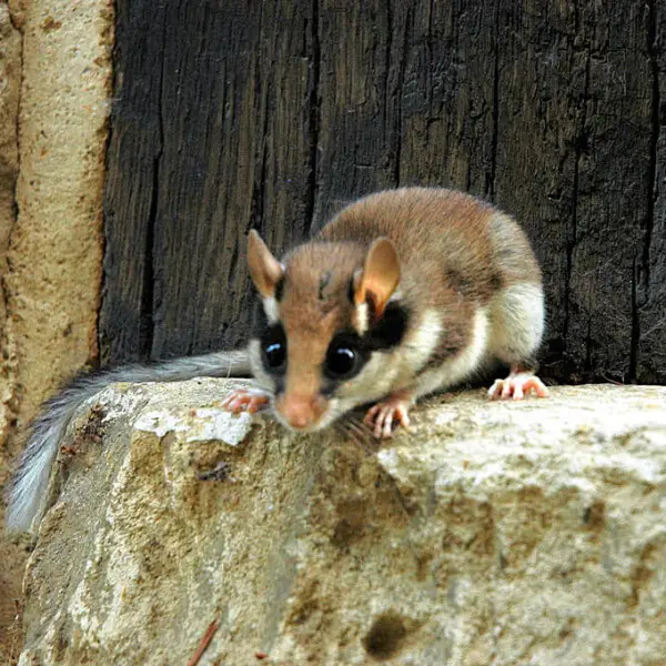 Garden dormouse - Facts, Diet, Habitat & Pictures on Animalia.bio