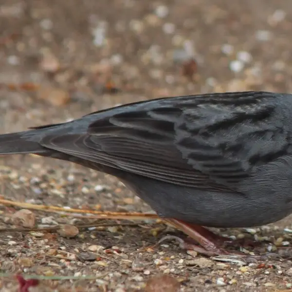 Grey bunting - Facts, Diet, Habitat & Pictures on Animalia.bio