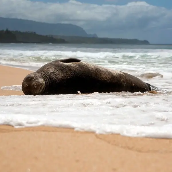 Hawaiian Monk Seal - Facts, Diet, Habitat & Pictures on Animalia.bio