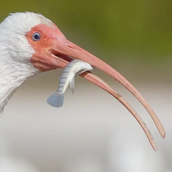 American White Ibis - Facts, Diet, Habitat & Pictures on Animalia.bio