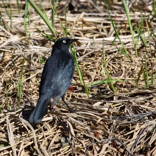 Rusty blackbird - Facts, Diet, Habitat & Pictures on Animalia.bio